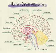 Brain Diagram Labeled Worksheet Google Search Brain D Vrogue co
